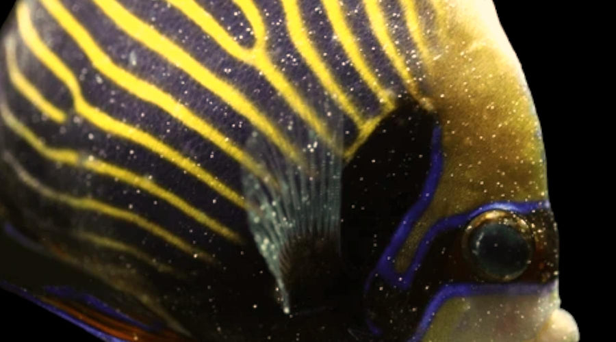 How to Identify and Treat 8 Common Saltwater Fish Diseases