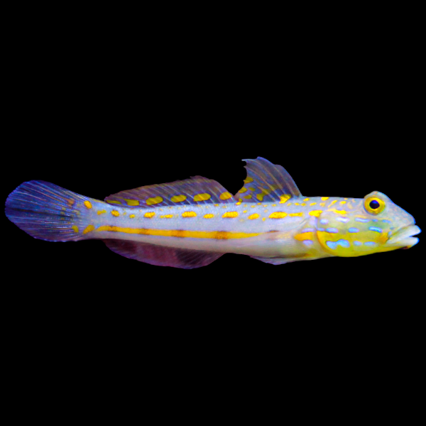 Diamond Watchman Goby