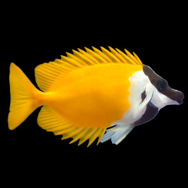 Foxface Rabbitfish